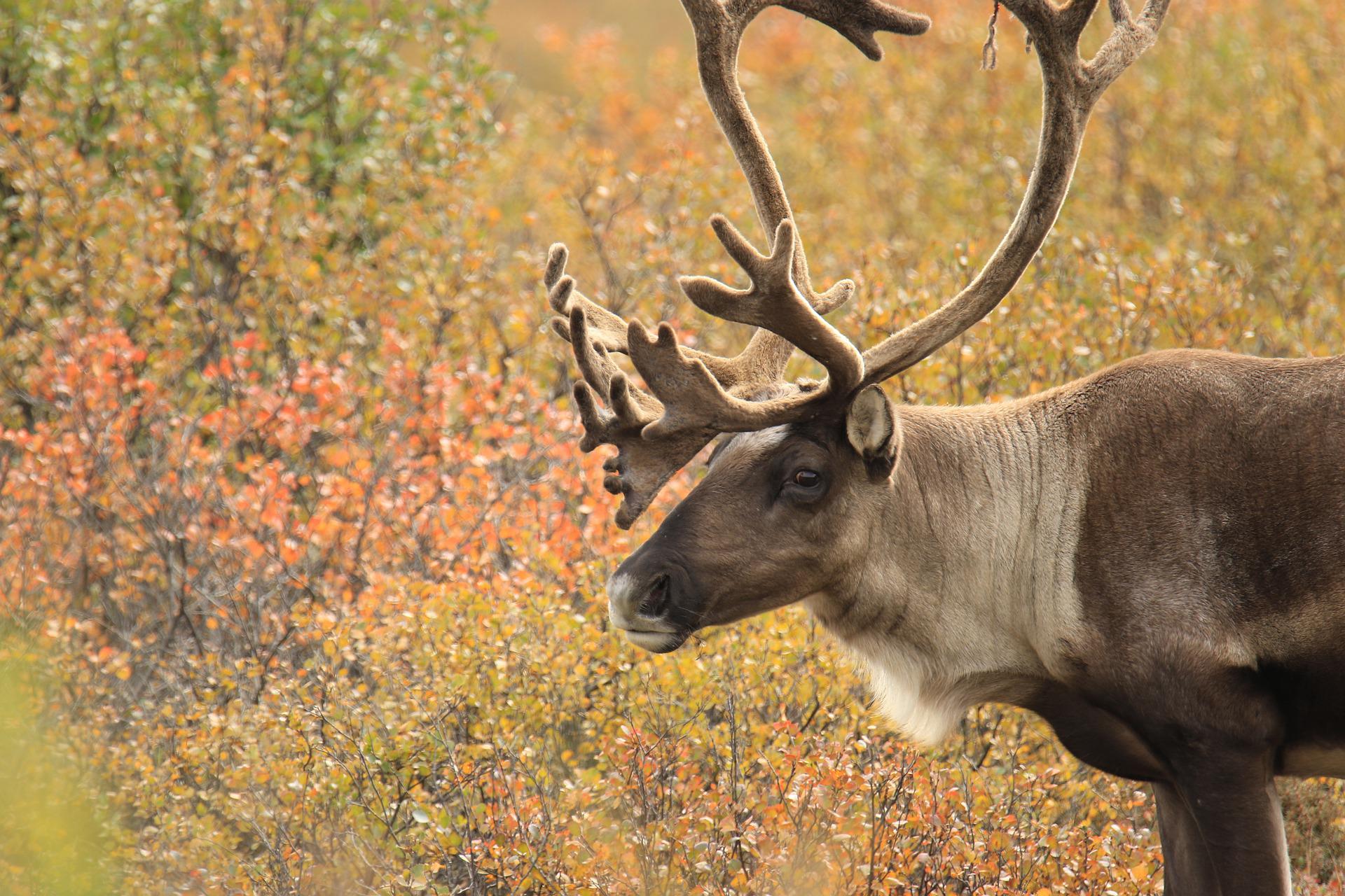 Caribou : Québécois ou Canadian? | Action boréale